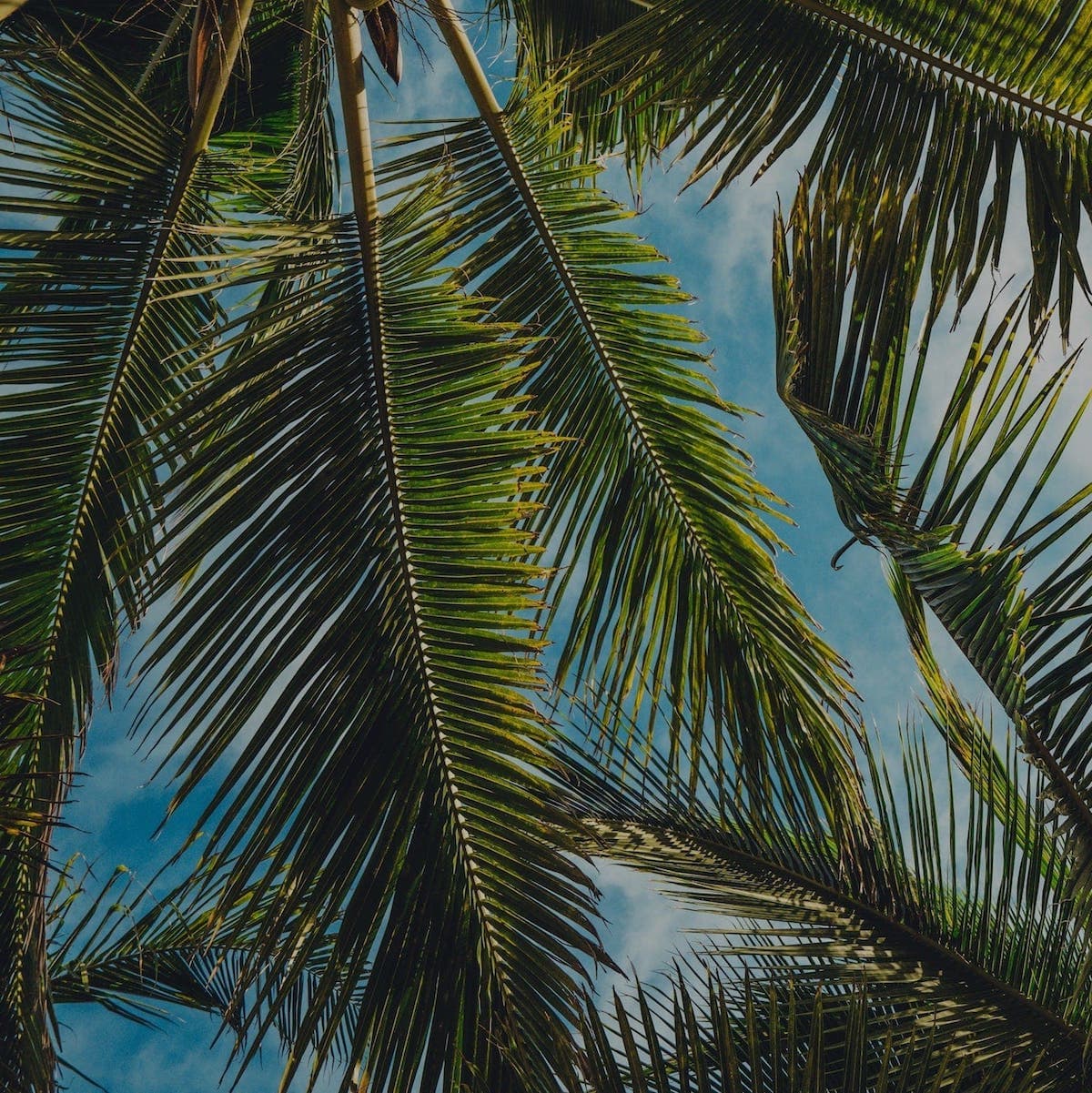 Island Guitars - Caribbean Sample Pack & Loops - We Sound Human